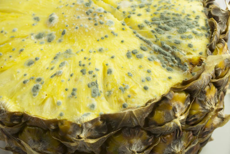 Moldy pineapple stock image. Image of dirty, composting - 64943887