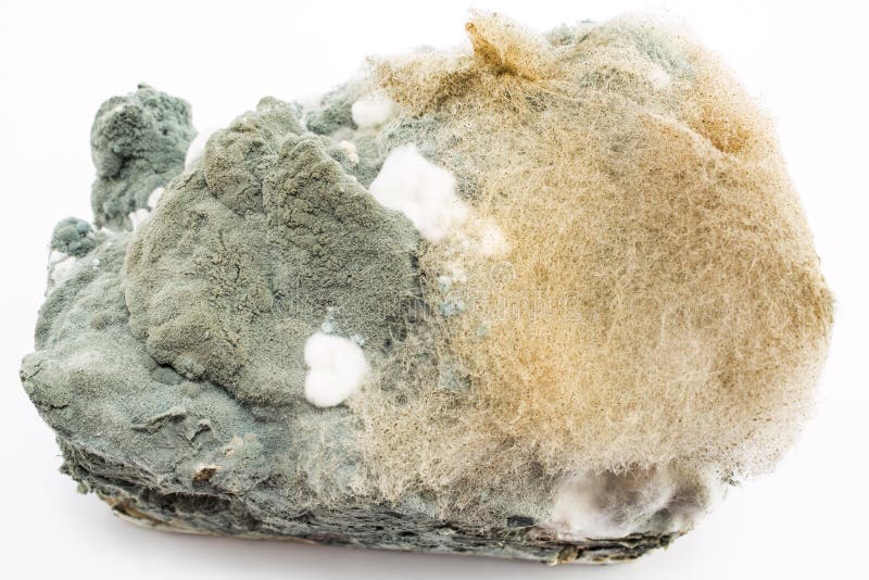 135 Moldy Pork Chop Stock Photos - Free & Royalty-Free Stock Photos ...