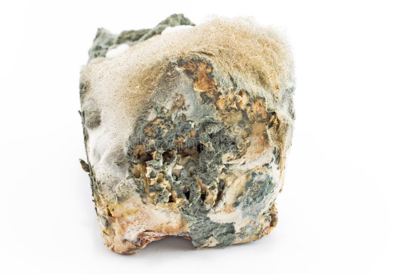 135 Moldy Pork Chop Stock Photos - Free & Royalty-Free Stock Photos ...