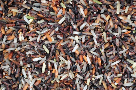 Moldy rice stock image. Image of abstract, plant, bacterium - 36271367