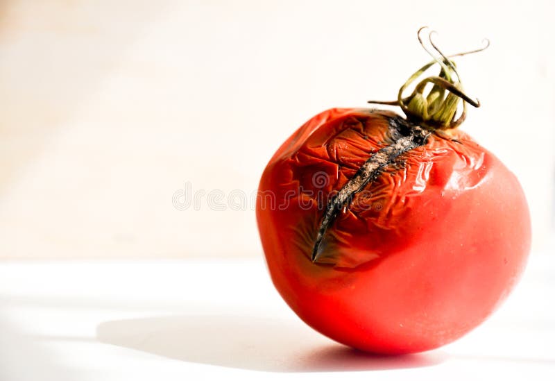 Moldy Red Tomato White Mold Stale Food Stock Photos - Free & Royalty ...