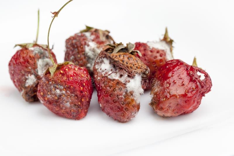 Moldy Rotting Red Strawberries Close Up Stock Photo - Image of mildew ...