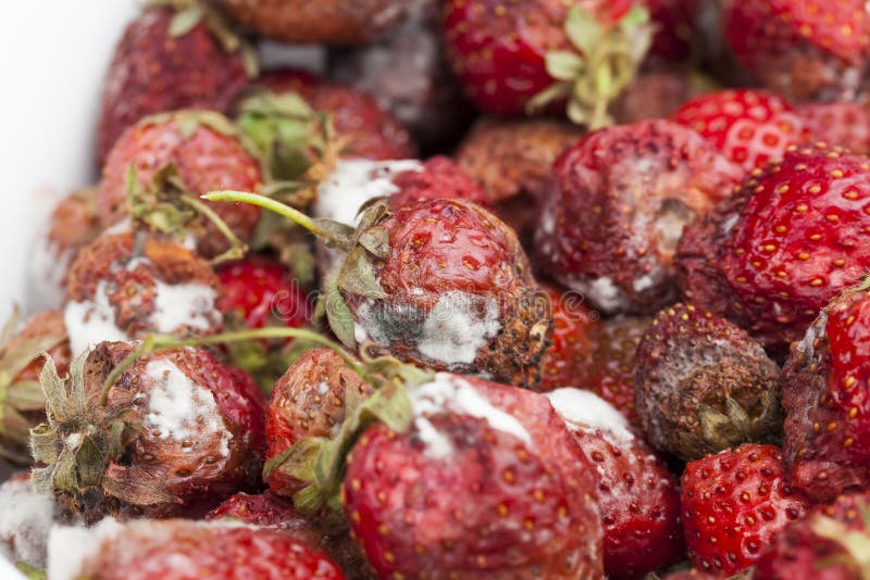 Moldy Rotting Red Strawberries Close Up Stock Photo - Image of spoiled ...