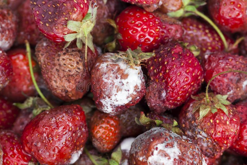Moldy Rotting Red Strawberries Close Up Stock Image - Image of waste ...