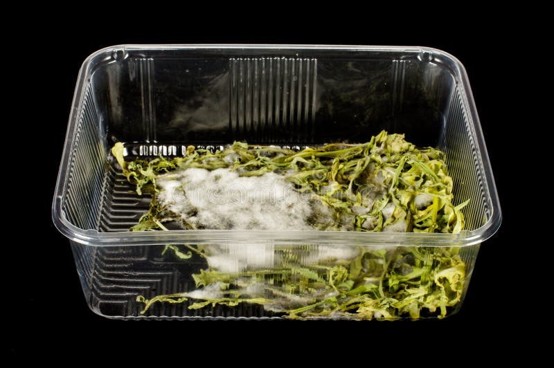 Moldy Salads on the Black Background Stock Image - Image of moldy, musty: 40092239
