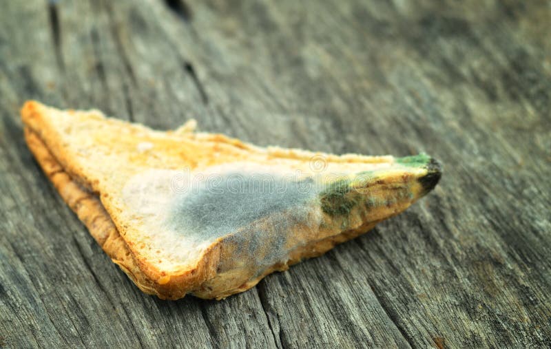 259 Rotten Sandwich Stock Photos - Free & Royalty-Free Stock Photos ...