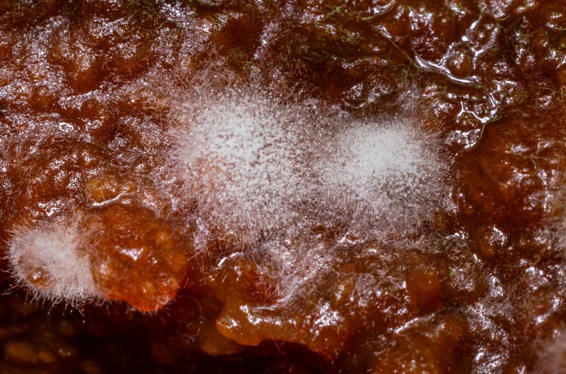 Moldy Sauce in a Jar, Closeup of Photo Stock Image - Image of nature ...
