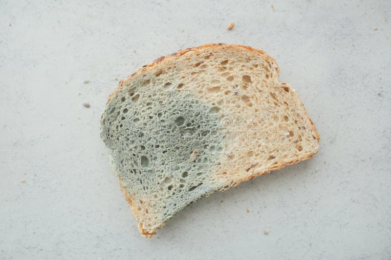 Moldy Slice of Bread on a Light Gray Background Stock Image - Image of ...