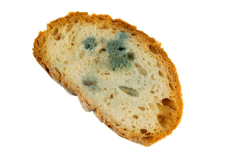 Moldy Slice of Bread on a White Background Stock Image - Image of green ...