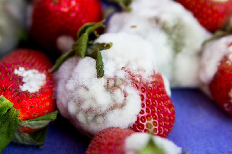 Moldy strawberries stock photo. Image of fruit, strawberries - 31471940