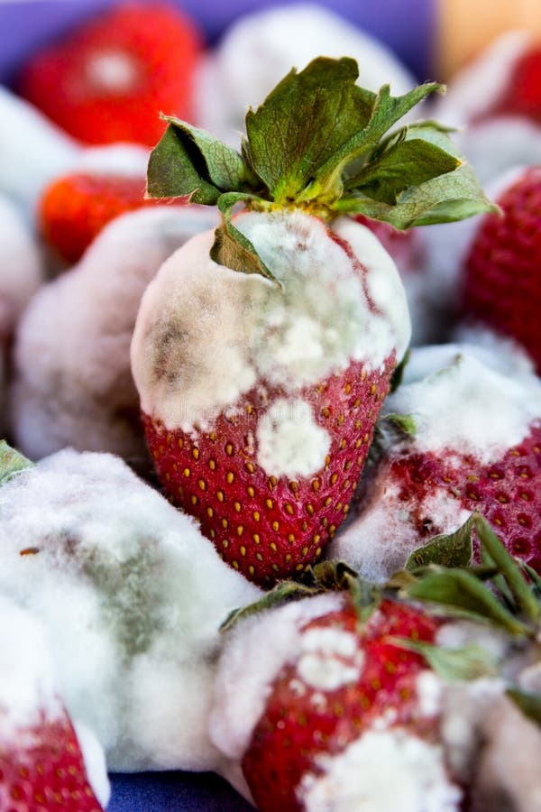 Moldy strawberries stock photo. Image of rotten, spore - 54953362