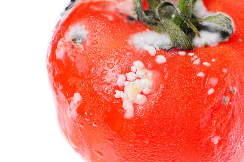 Moldy Tomato with Moisture and Texture Details Captured Up Close in ...