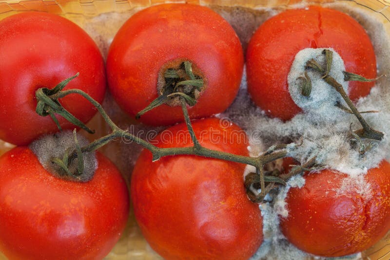 Moldy tomatoes stock image. Image of garbage, rotten - 33383557