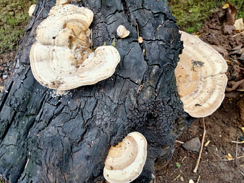 Moldy Tree Charcoal Stock Photos - Free & Royalty-Free Stock Photos ...