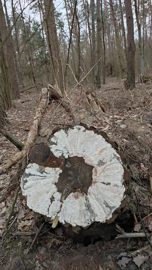158 Moldy Trunk Forest Stock Photos - Free & Royalty-Free Stock Photos ...