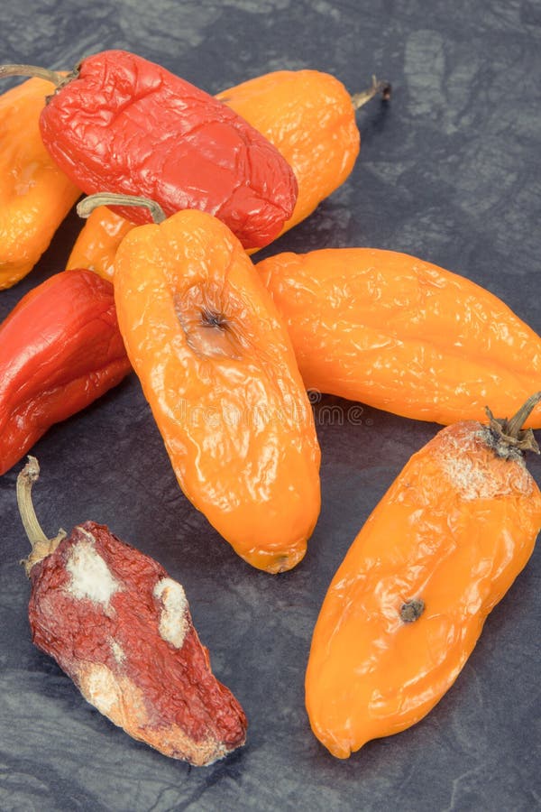 Old, Moldy and Wrinkled Peppers. Unhealthy, Decompose, Spoiled ...