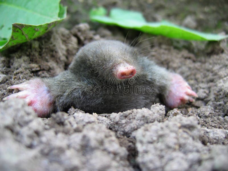 Mole stock photo. Image of burrow, land, animals, mole - 228696