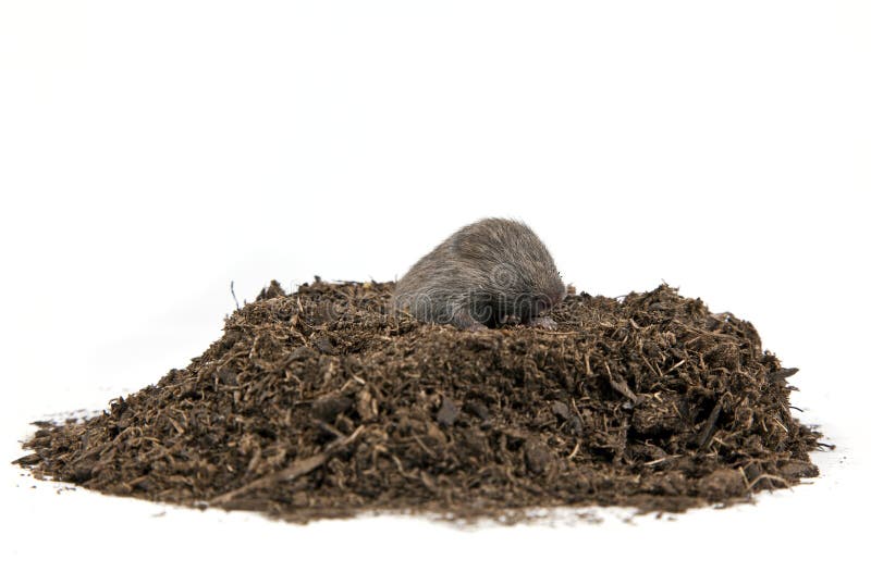 Health and safety mole stock image. Image of front, profile - 37819603