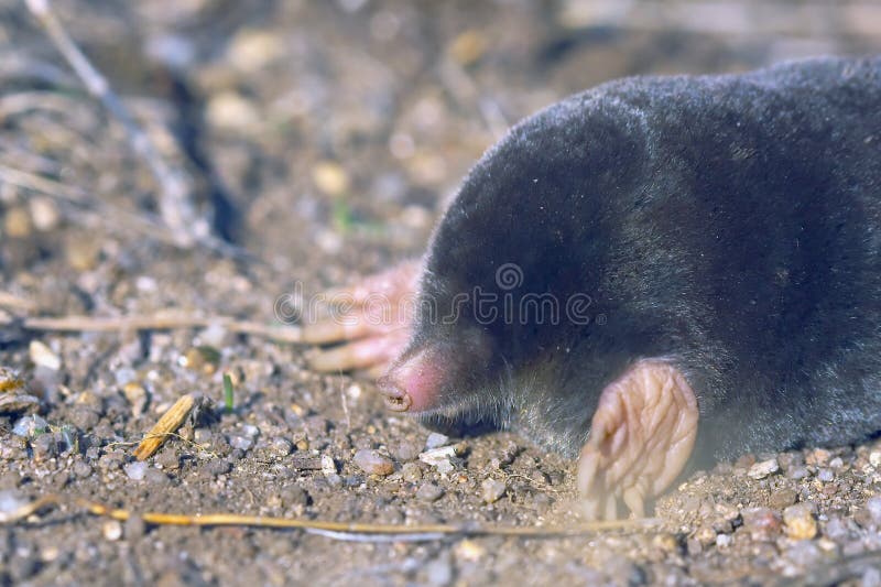 Mole in ground stock photo. Image of medium, animal, small - 21961388