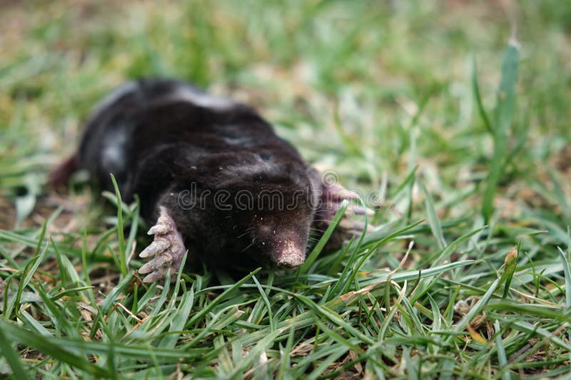 A Mole is Above Ground. Its Strong Front Paws, Used for Digging ...