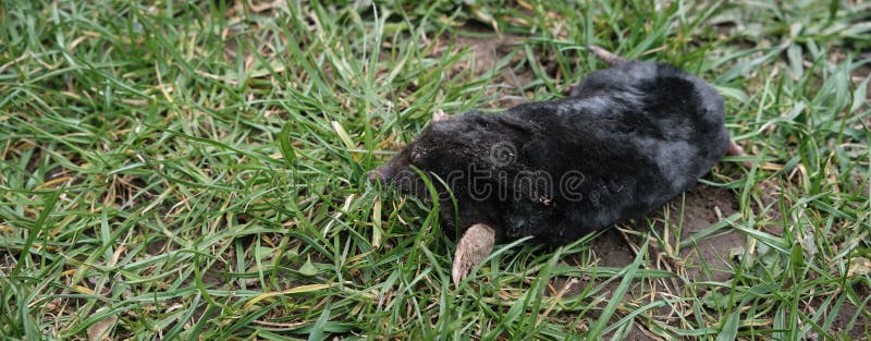 A Mole is Above Ground. Its Strong Front Paws, Used for Digging ...