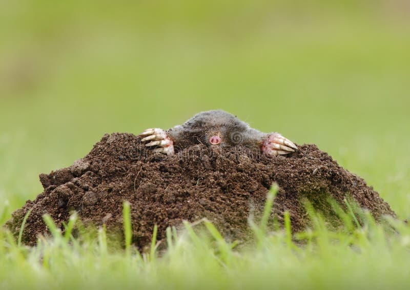 Mole stock image. Image of wild, mound, animal, small - 33532003
