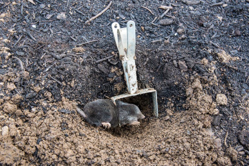 A Mole Caught in a Trap Crawling Outside the Tunnel Stock Image - Image ...