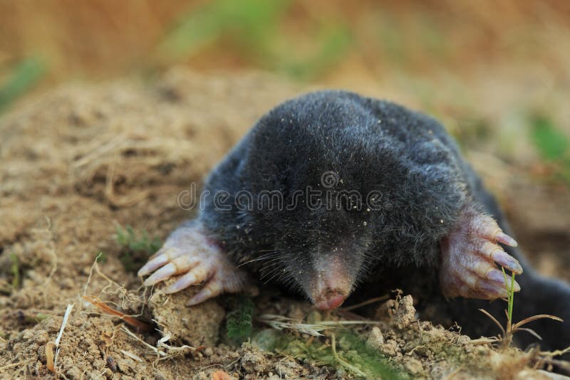 Mole on the ground stock photo. Image of horizont, male - 110875068