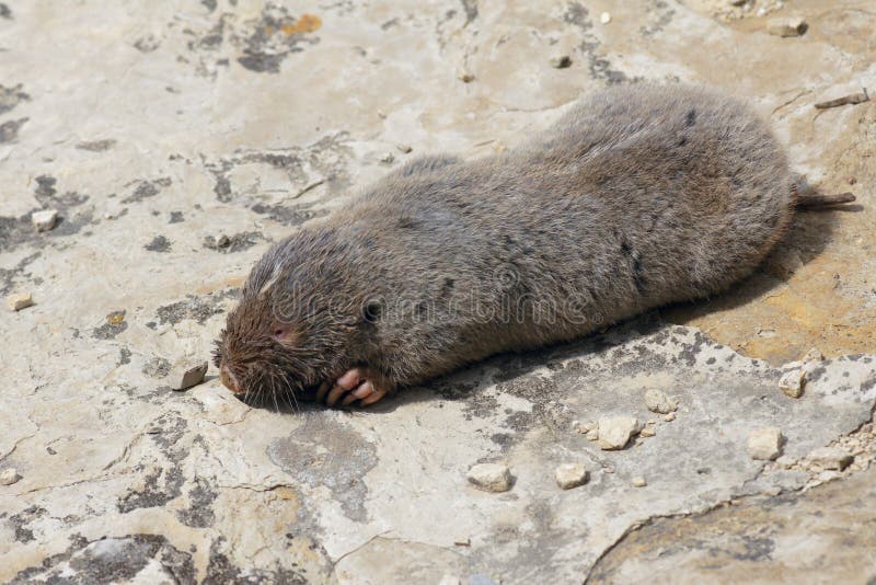 Mole stock image. Image of closeup, animal, mole, wild - 40626157