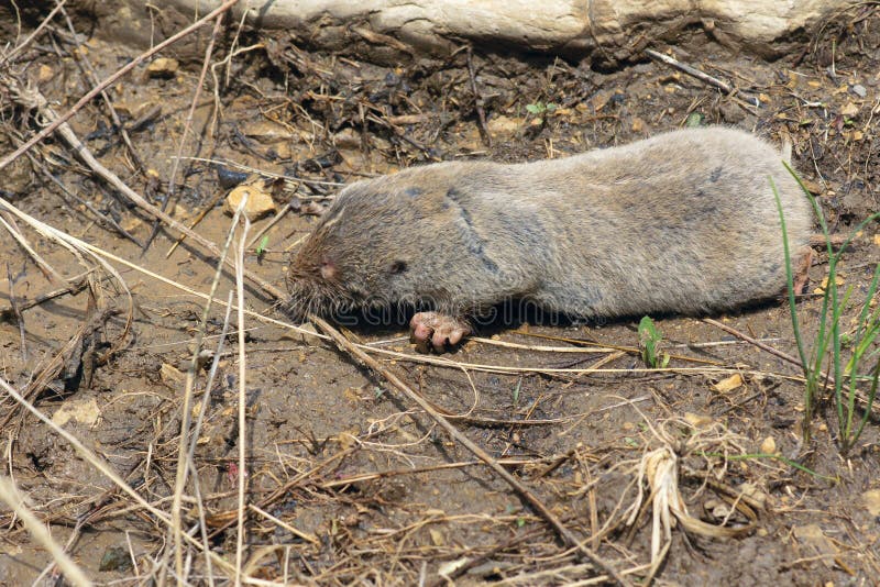 Mole stock photo. Image of ground, moles, wild, animals - 40626358