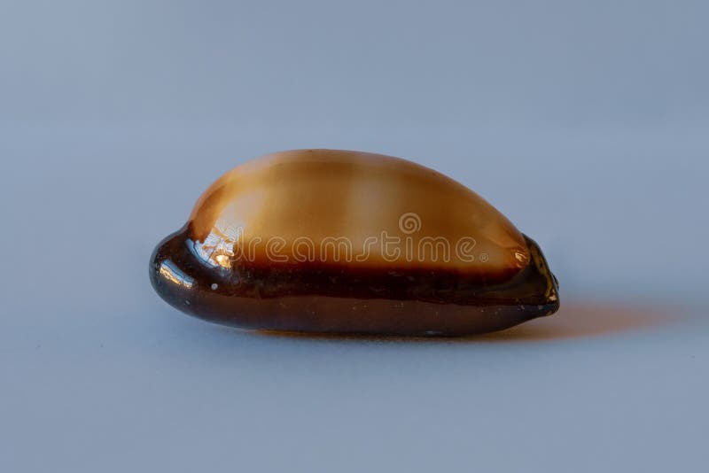 Mole Cowrie. Cypraea Talpa Linne Stock Image - Image of chiton, linne ...