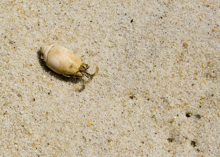 285 Found Small Crab Stock Photos - Free & Royalty-Free Stock Photos ...