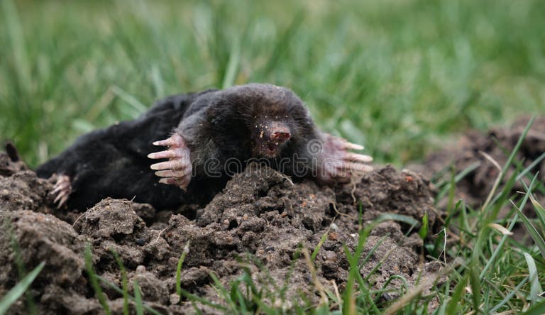 Mole Crawling Out of Molehill Above Ground. Strong Front Paws Used for ...