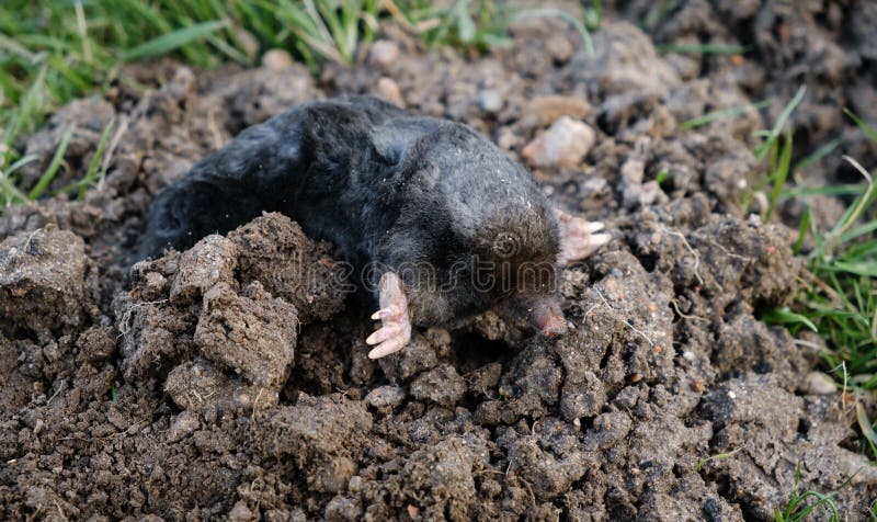 Mole Crawling Out of Molehill Above Ground. Strong Front Paws Used for ...