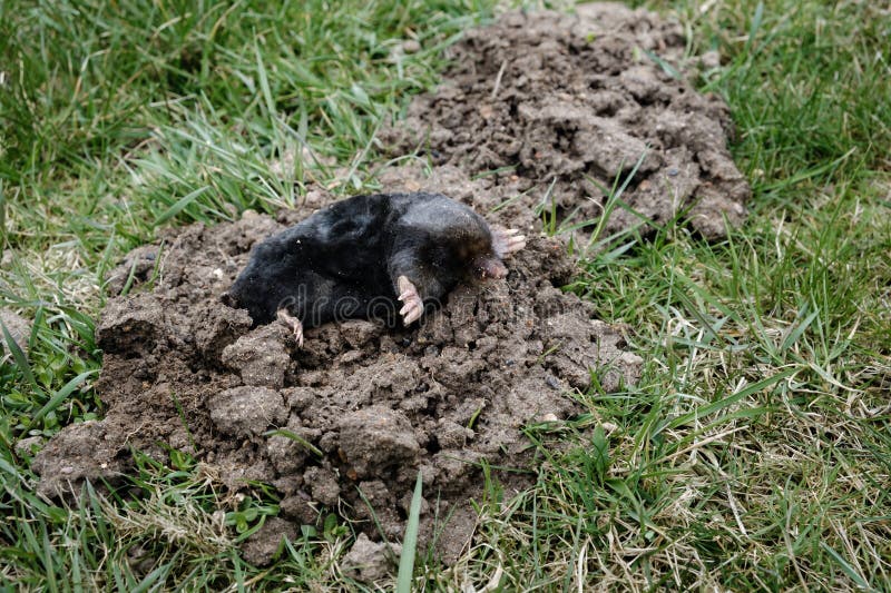 Mole Crawling Out of Molehill Above Ground. Strong Front Paws Used for ...