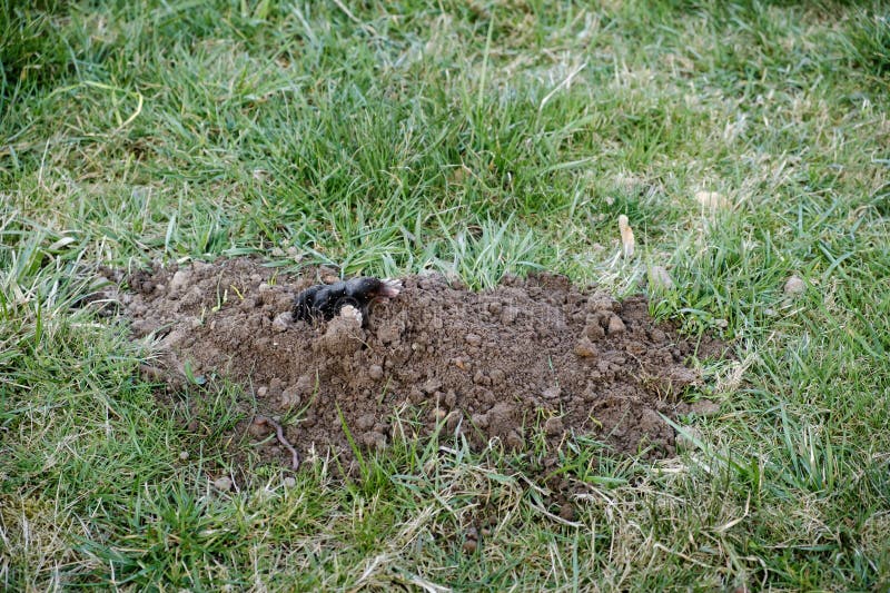 Mole Crawling Out of Molehill Above Ground. Strong Front Paws Used for ...