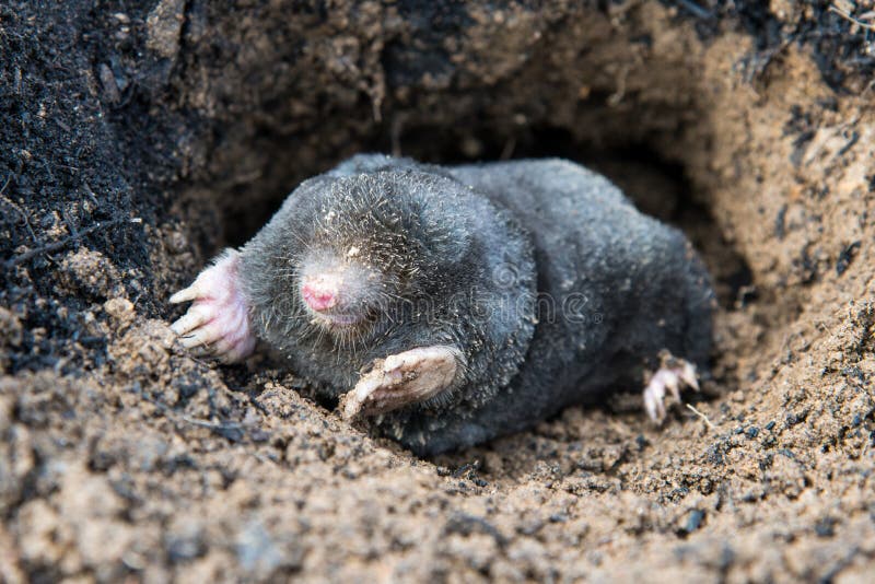 Mole Crawling Out of the Tunnel Stock Image - Image of outdoors ...
