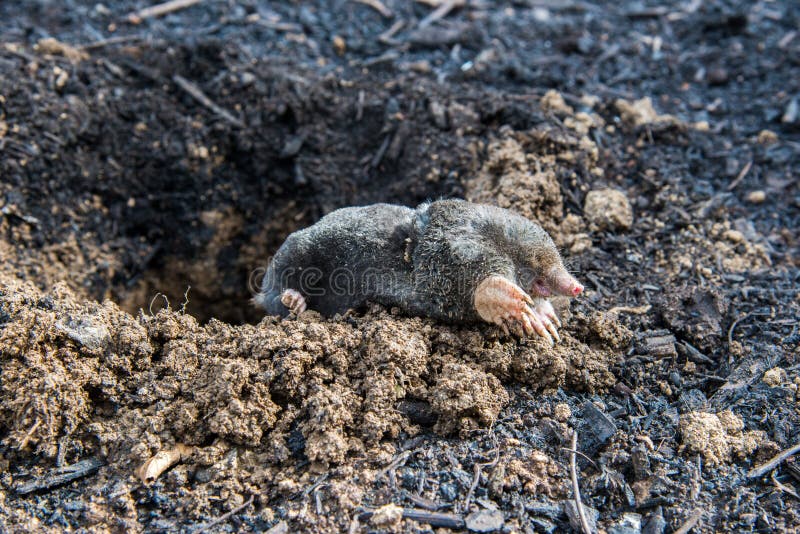 Mole Crawling Out of the Tunnel Stock Photo - Image of digging, people ...
