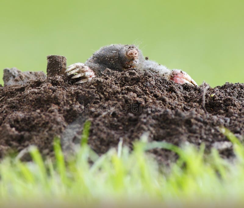 Mole stock image. Image of wild, mound, animal, small - 33532003