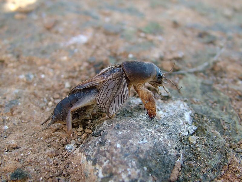 Mole cricket stock photo. Image of foot, nature, close - 5188672