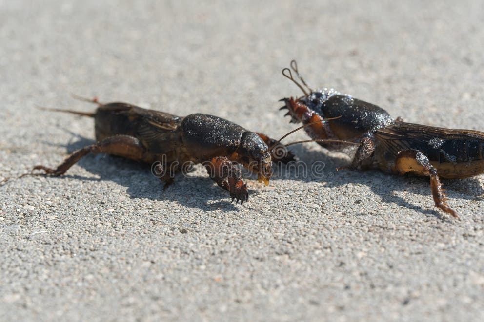 Mole Cricket from Close Range and Low Angle Stock Photo - Image of ...