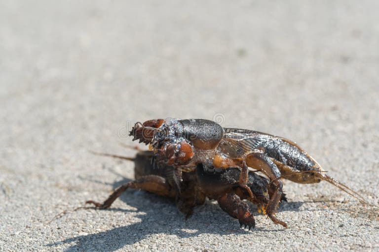 Mole Cricket from Close Range and Low Angle Stock Photo - Image of ...