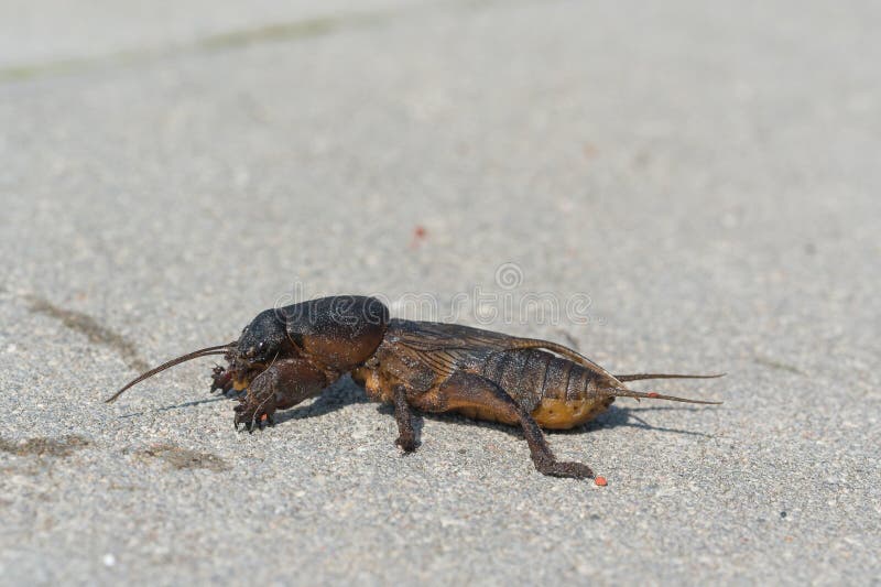 Mole Cricket from Close Range and Low Angle Stock Photo - Image of ...