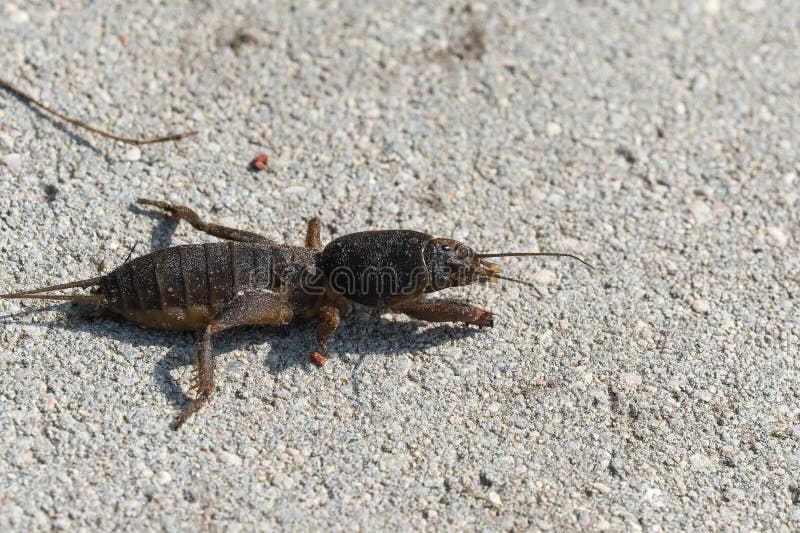 Mole Cricket from Close Range and Low Angle Stock Image - Image of ...