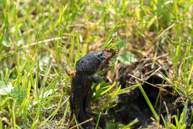 Mole Cricket from Close Range and Low Angle Stock Image - Image of ...
