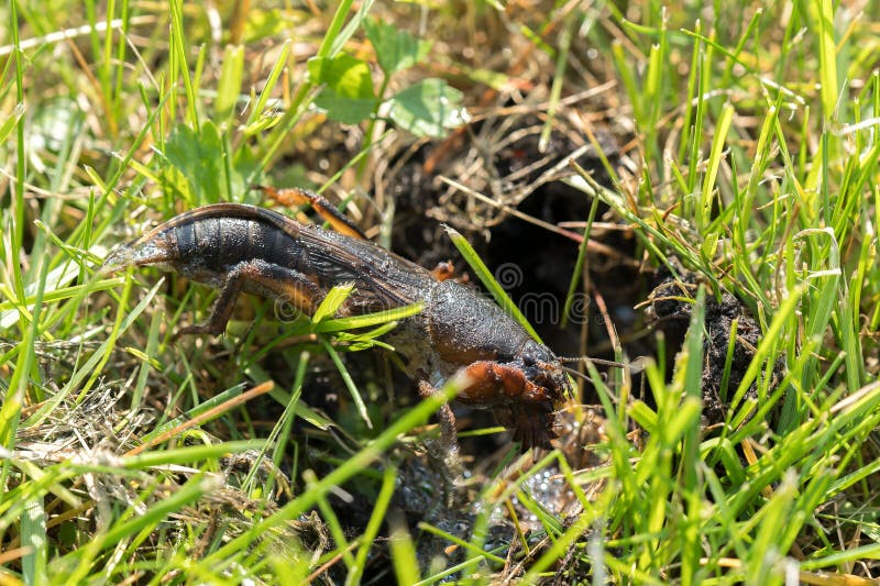 Mole Cricket from Close Range and Low Angle Stock Image - Image of ...