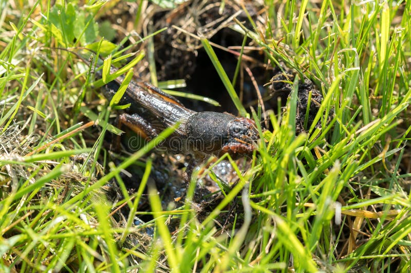 Mole Cricket from Close Range and Low Angle Stock Photo - Image of ...