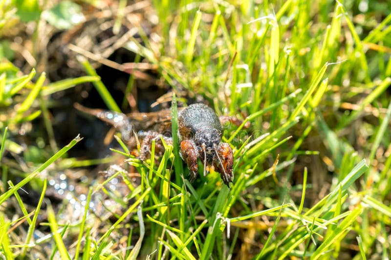 Mole Cricket from Close Range and Low Angle Stock Image - Image of pest ...