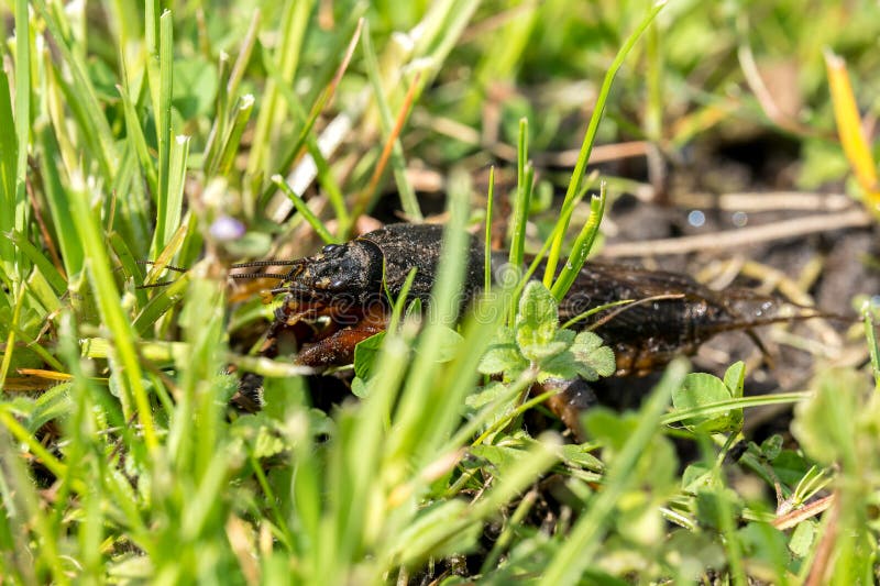 Mole Cricket from Close Range and Low Angle Stock Image - Image of ...