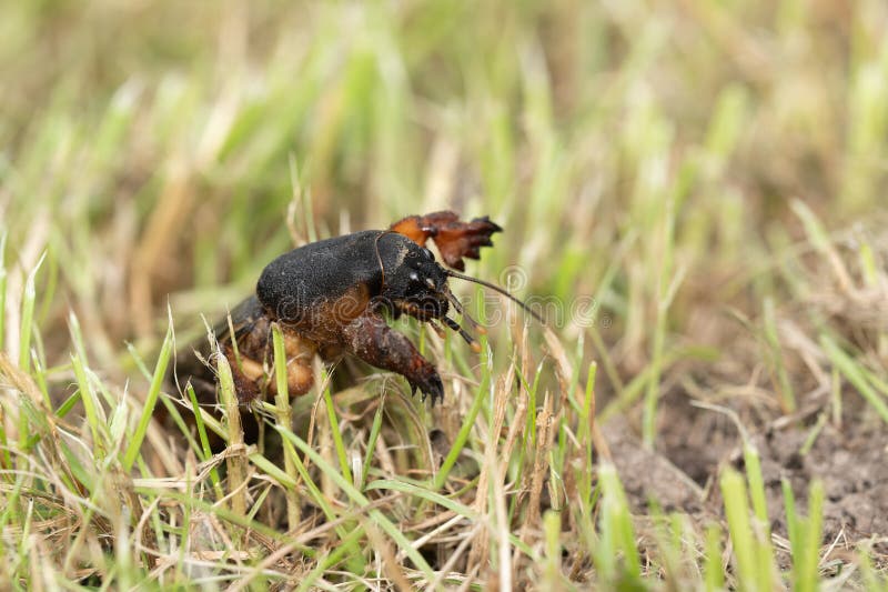 Mole Cricket from Close Range and Low Angle Stock Image - Image of ...